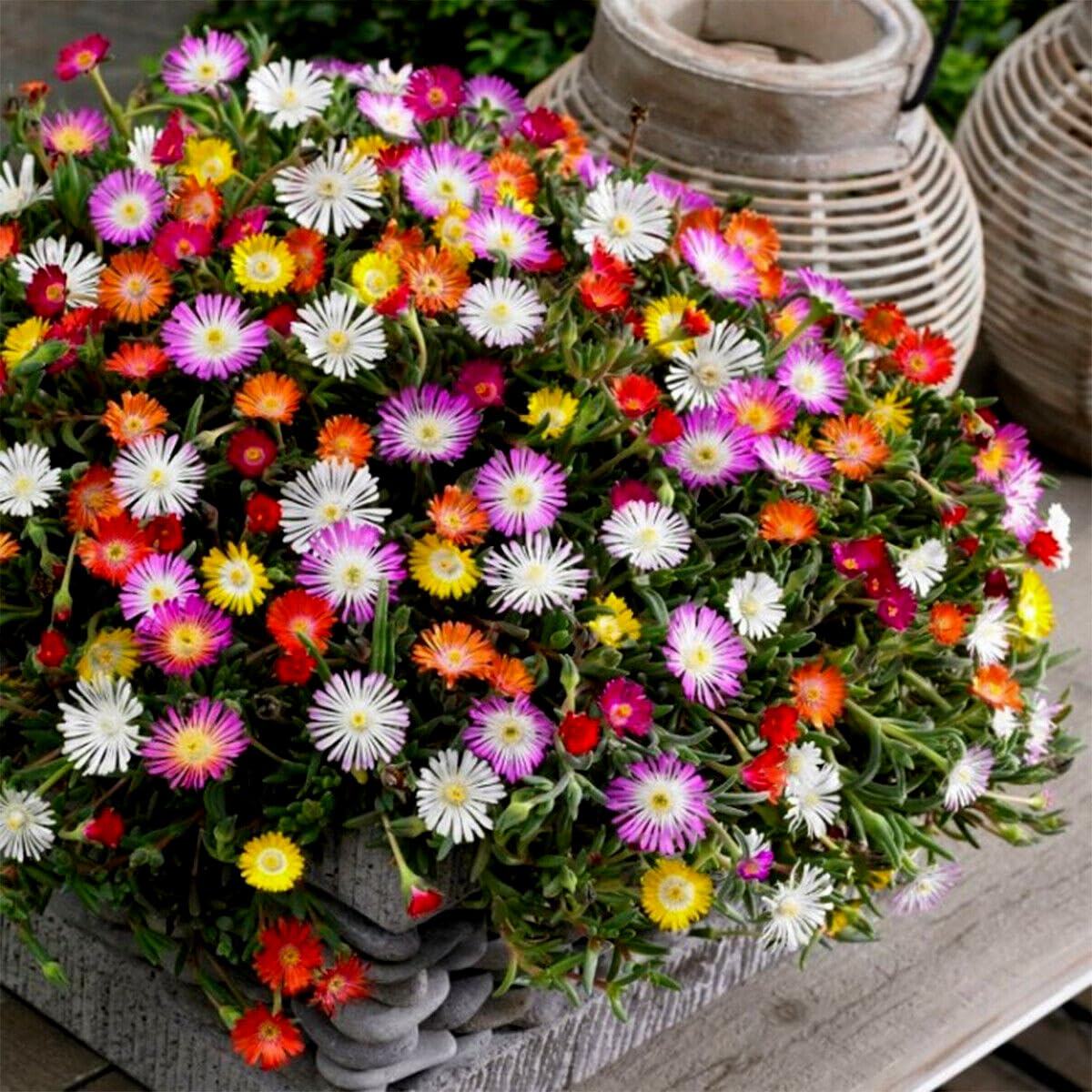 Livingstone / Kameni cvijet / Sjeme