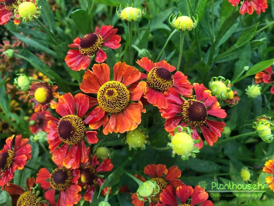 Helenium / Chelsey / Sjeme