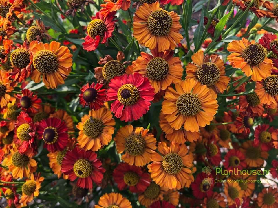 Helenium / Potters Wheel / Sjeme