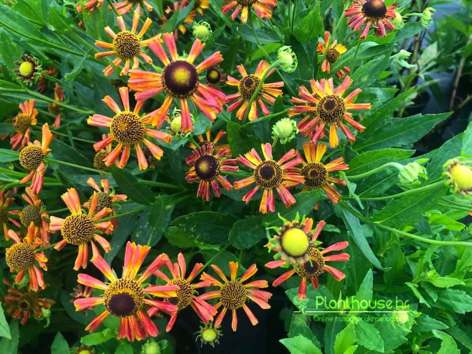 Helenium / Tie Die / Sjeme