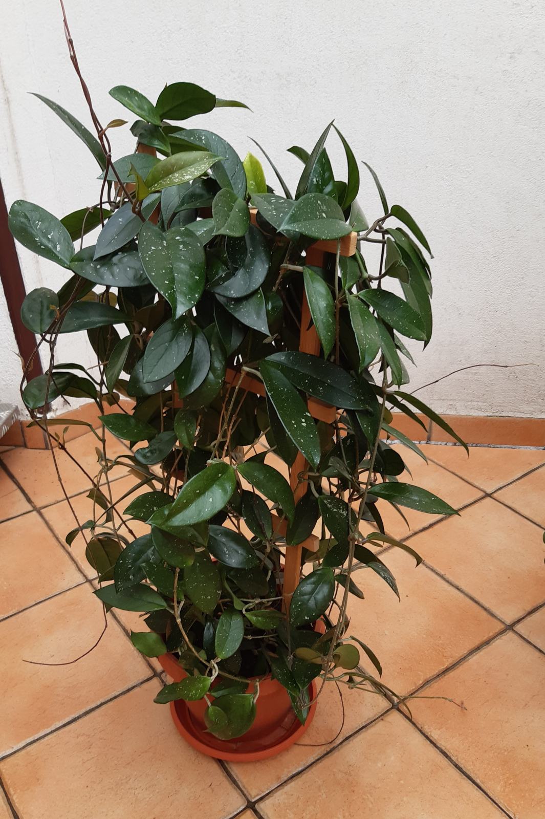 HOJA / Voštani cvijet pogodan za ured / restoran