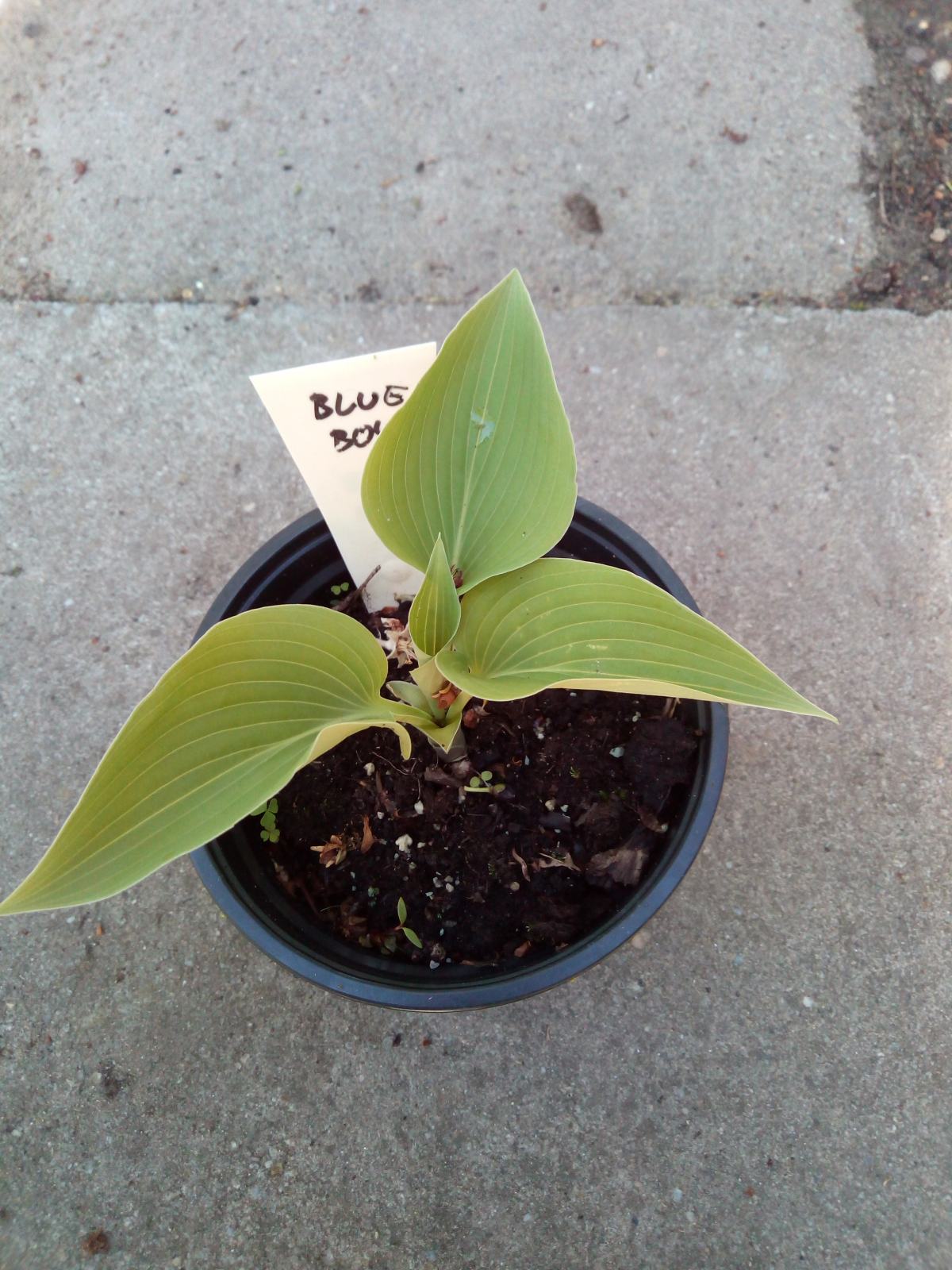 Hosta Blue Boy - sadnice