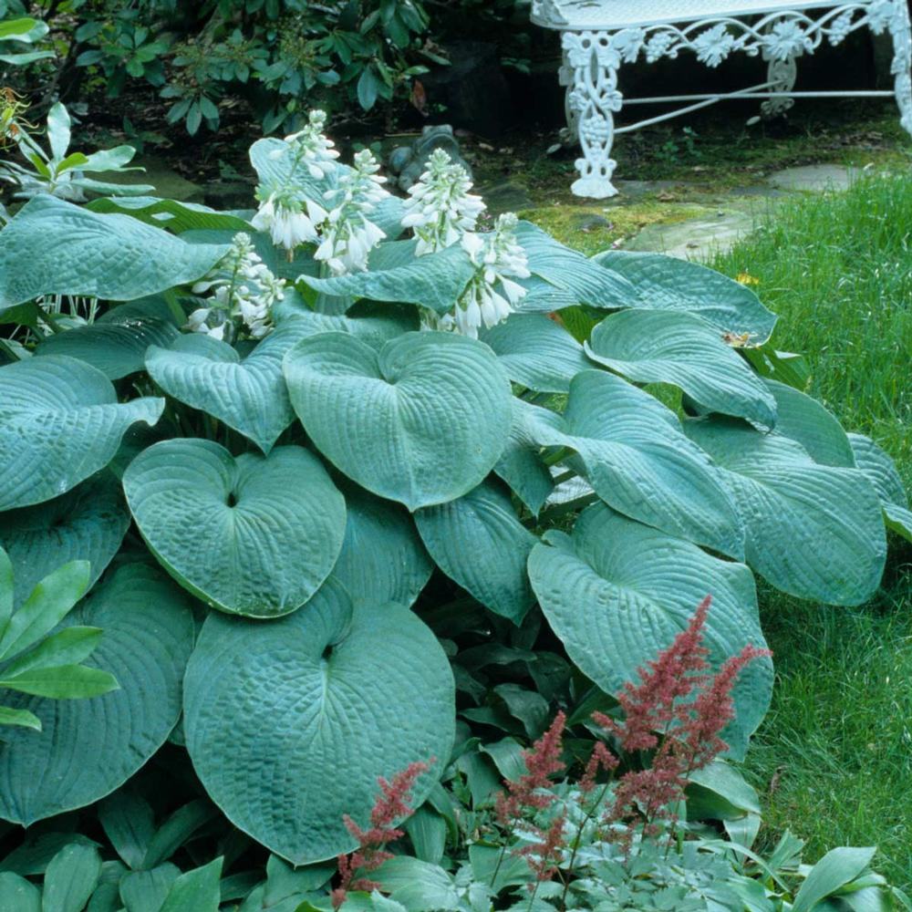 Hosta Bressingham Blue / SADNICE