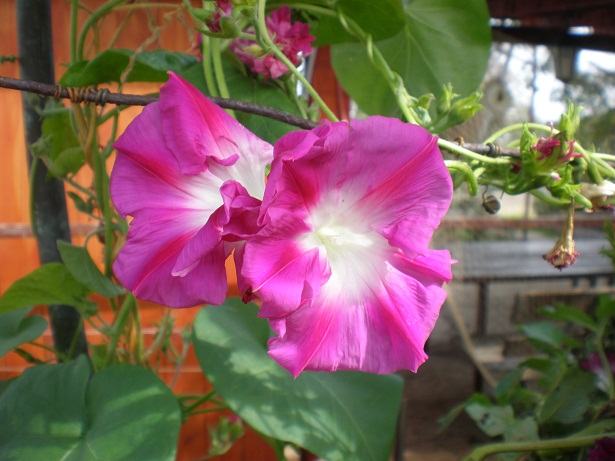 Ipomea, ukrasni slak, ladolež