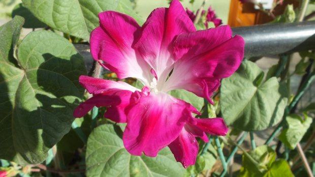 Ipomea( ukrasni slak)-sjeme