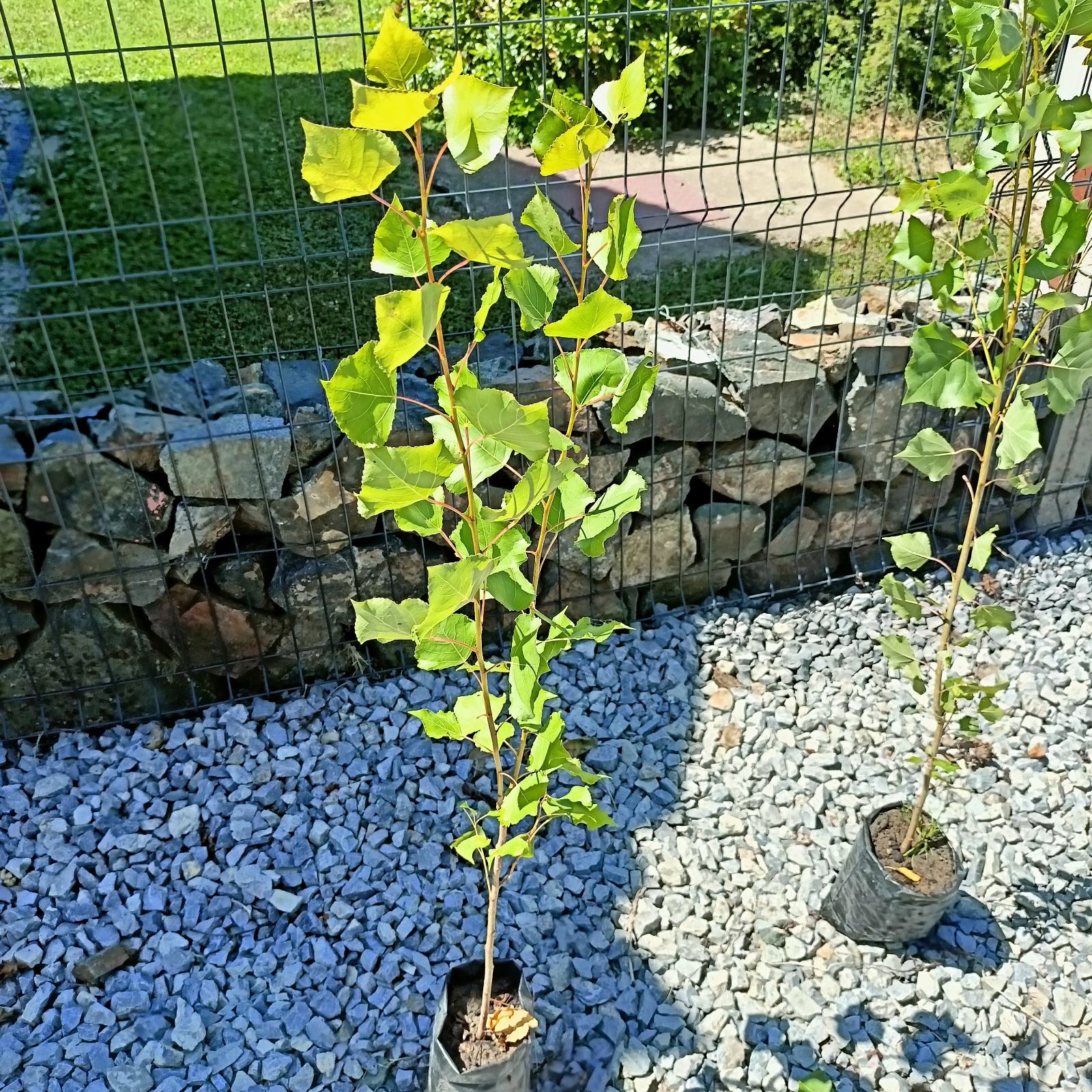 Jablan-Populus nigra var. italica sadnice