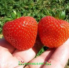 Prodajem jagode mjesečarke, frigo sadnice rađaju 1-2kg po sadnici