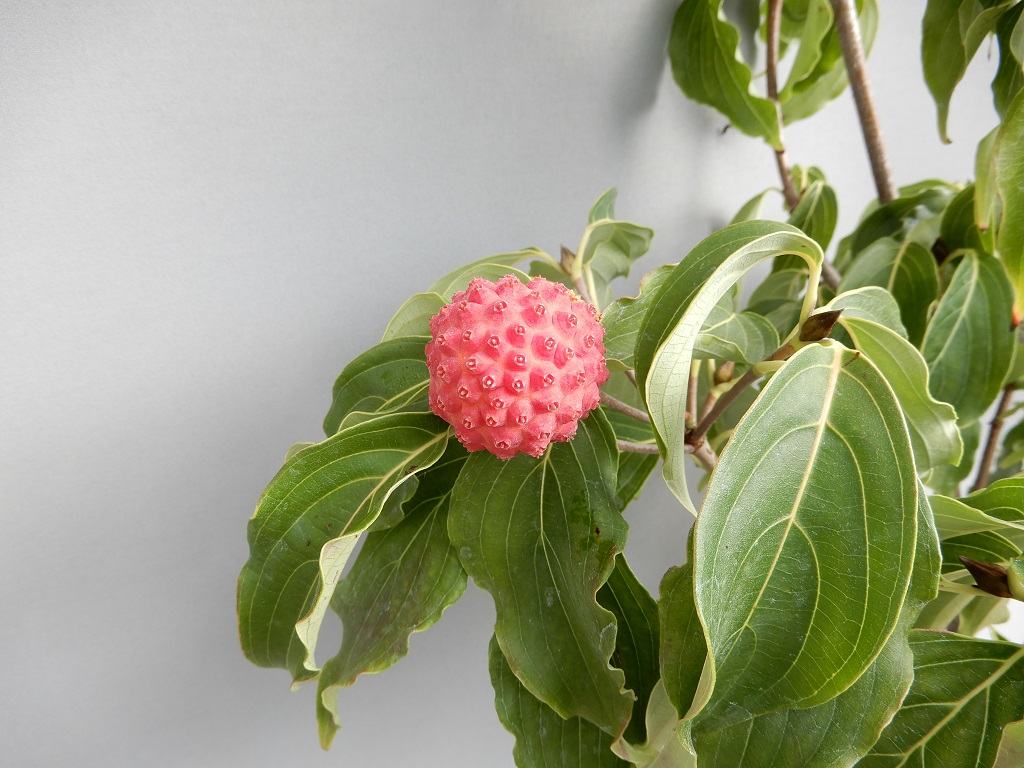 JAPANSKI CVJETNI DRIJEN - Cornus kousa - sadnice