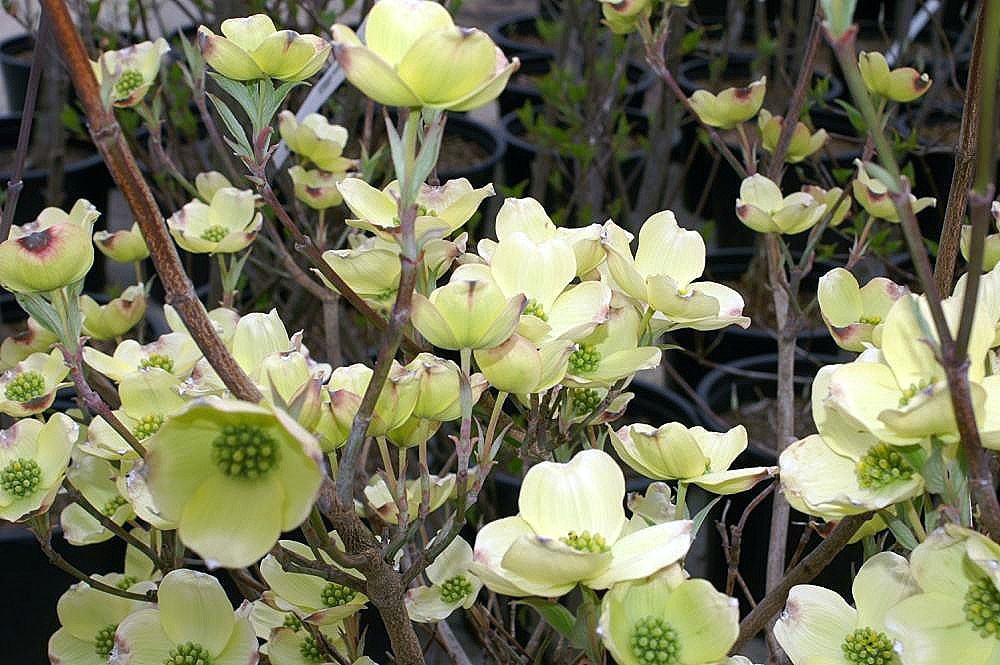 Japanski drijen / Cornus florida Cherokee Princess / SADNICE