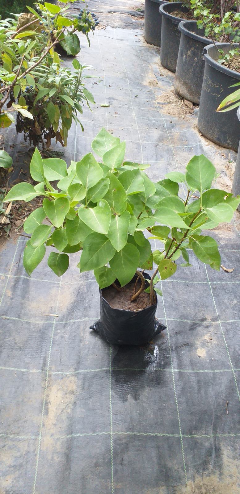 Jorgovan bijeli - sadnice