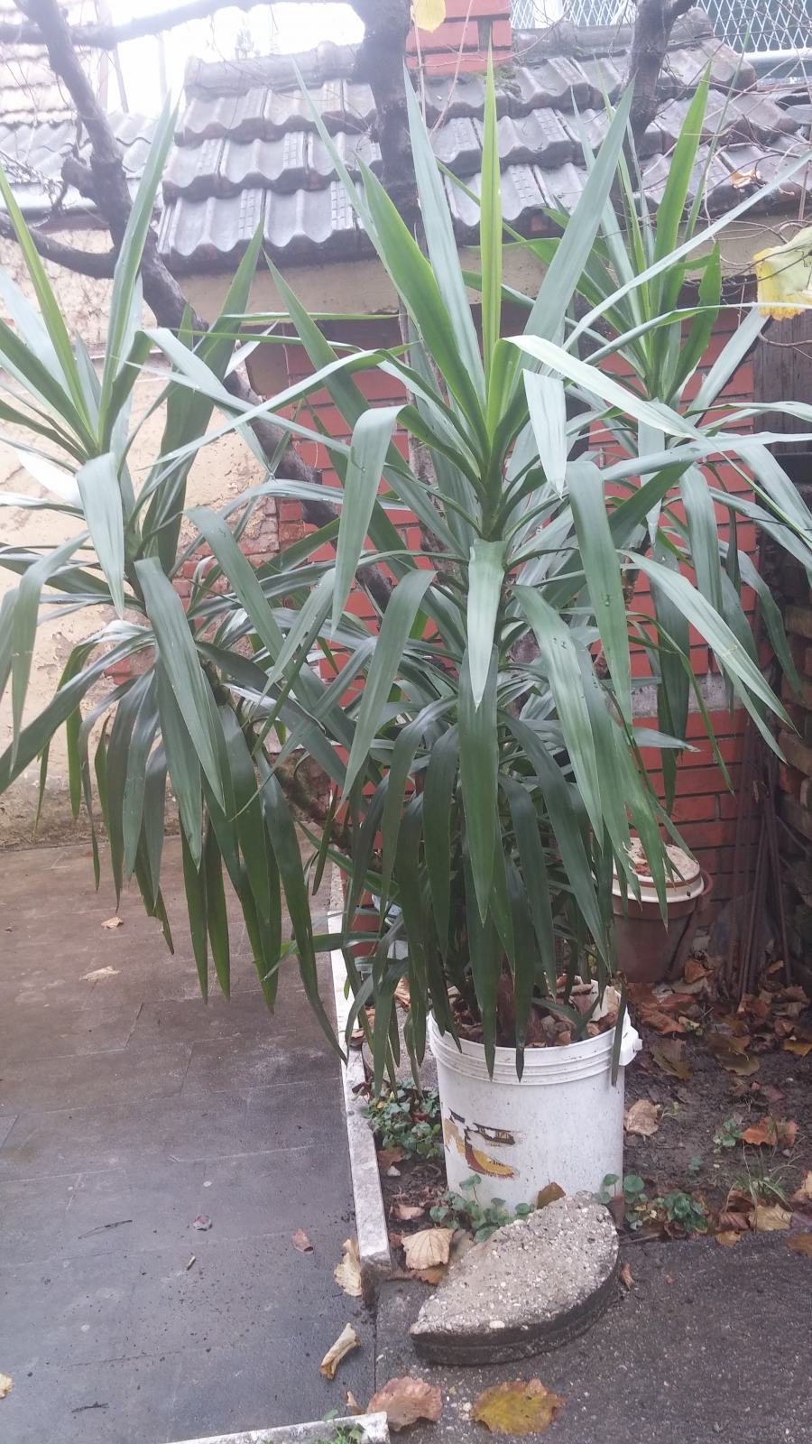 YUCCA PALMA