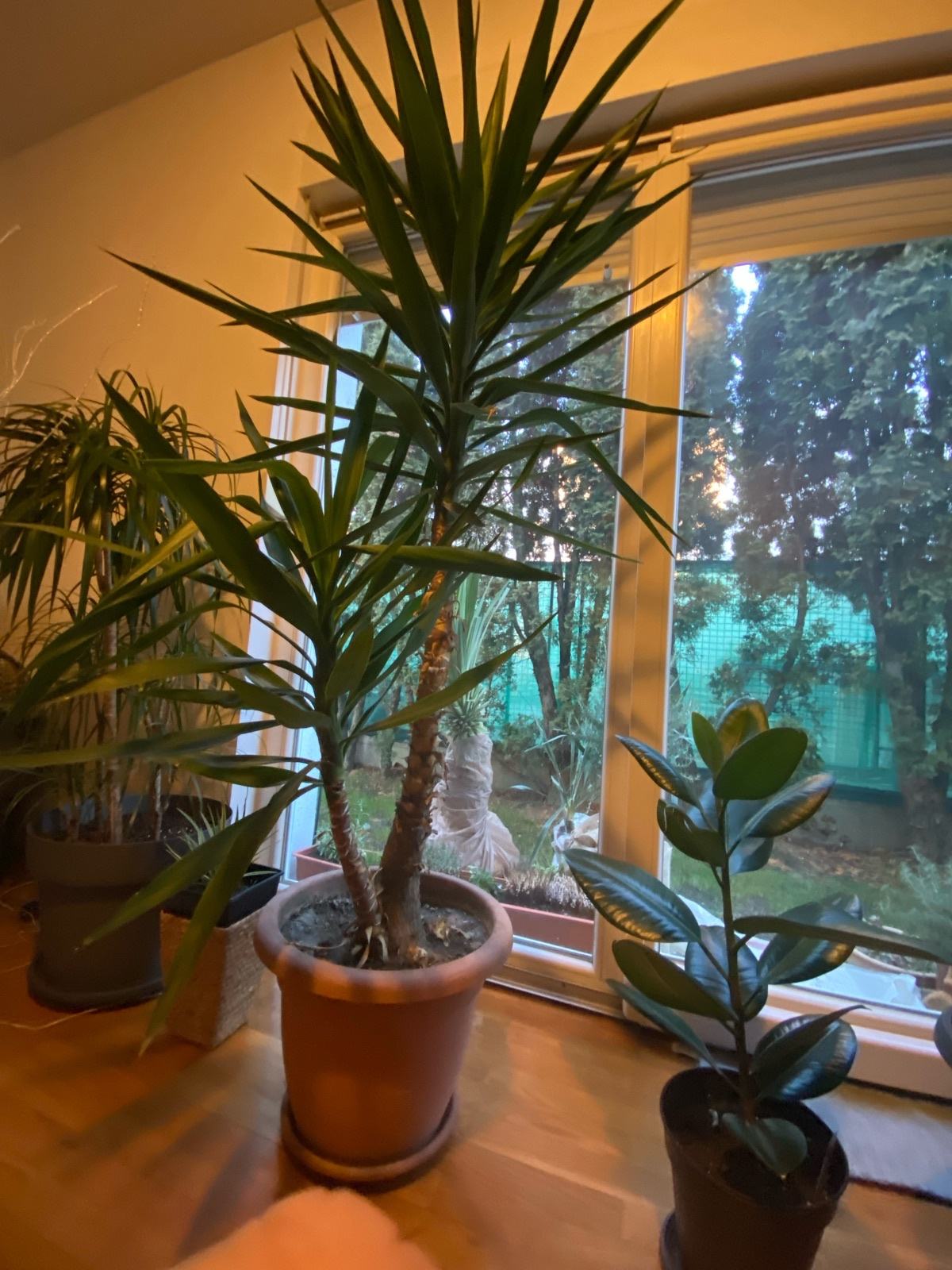 Juka (Yucca Gigantea)