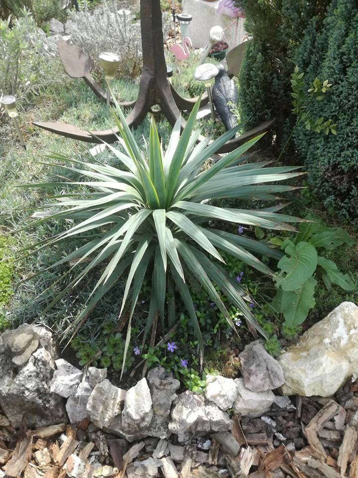Juka, Yucca gloriosa