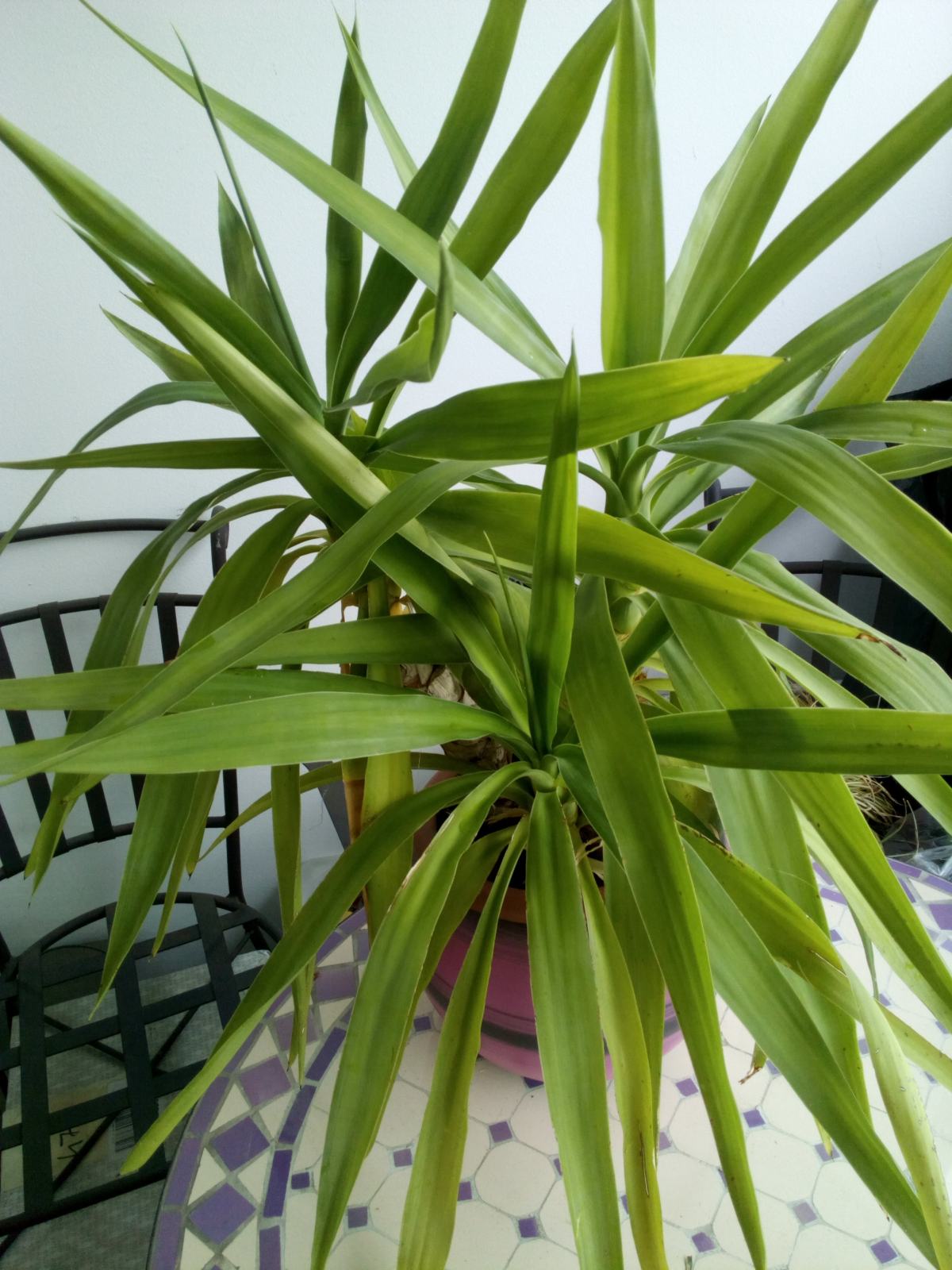 Juka (yucca) - sadnica cca 70cm