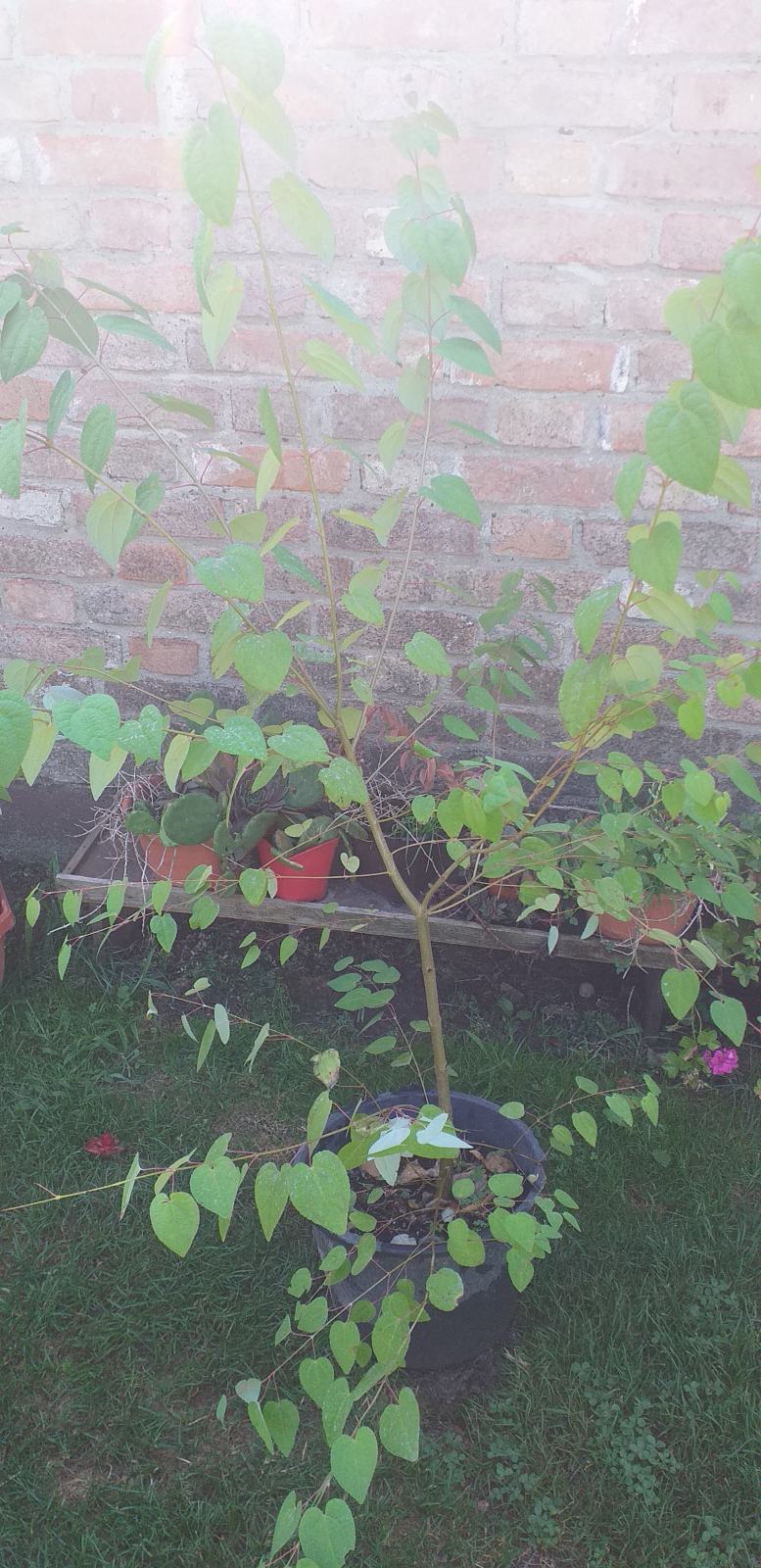 Katsura Cercidiphyllum japonicum sadnice