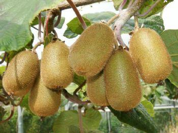 KIWI, Actindia deliciosa, minimalno 30 sjemenki,