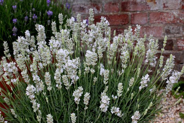 Lavanda bijela / White summer / SADNICE