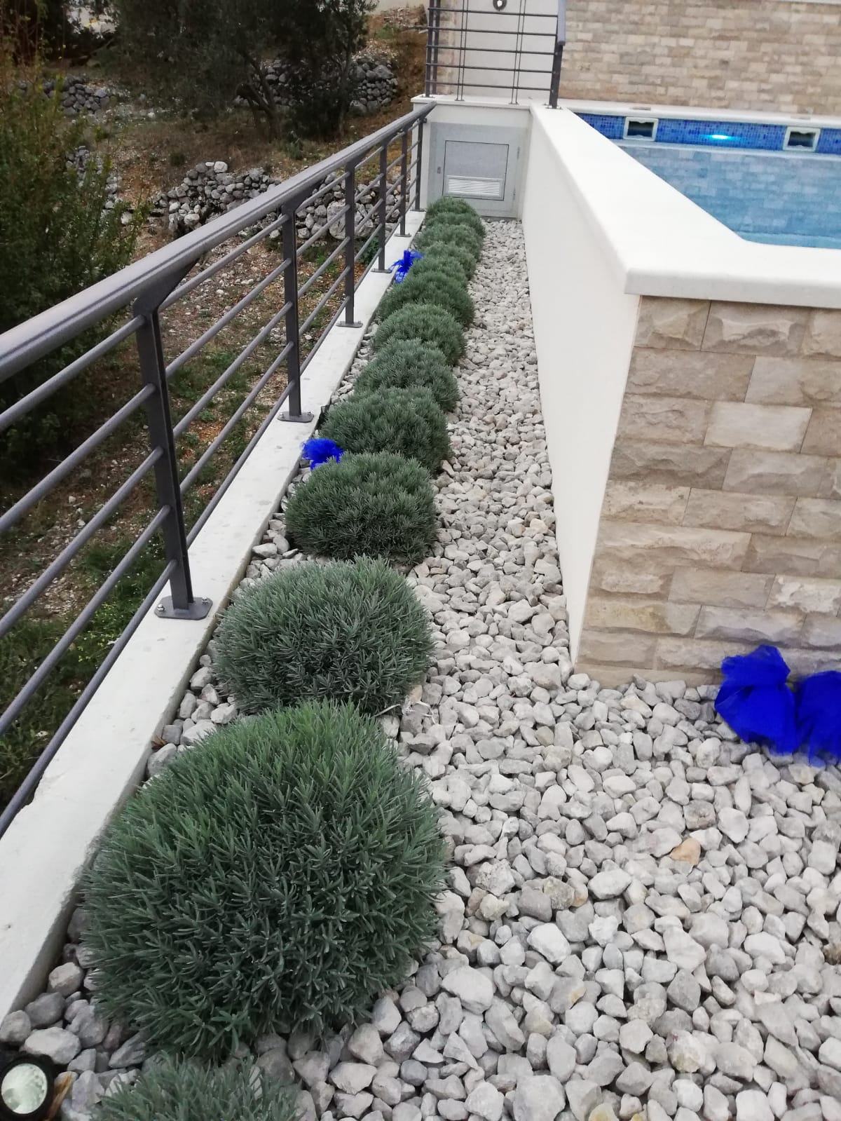 LAVANDA SADNICE BUDROVKE - VRHUNSKE KVALITETE !!! DOSTAVA