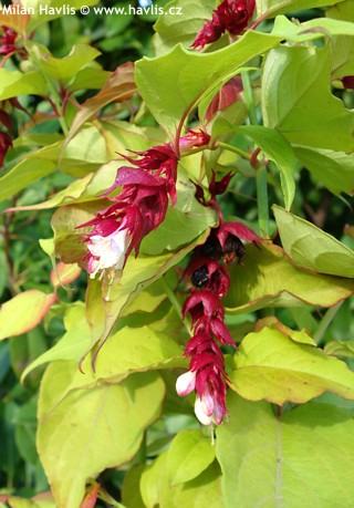 Leycesteria ukrasni grm sadnica