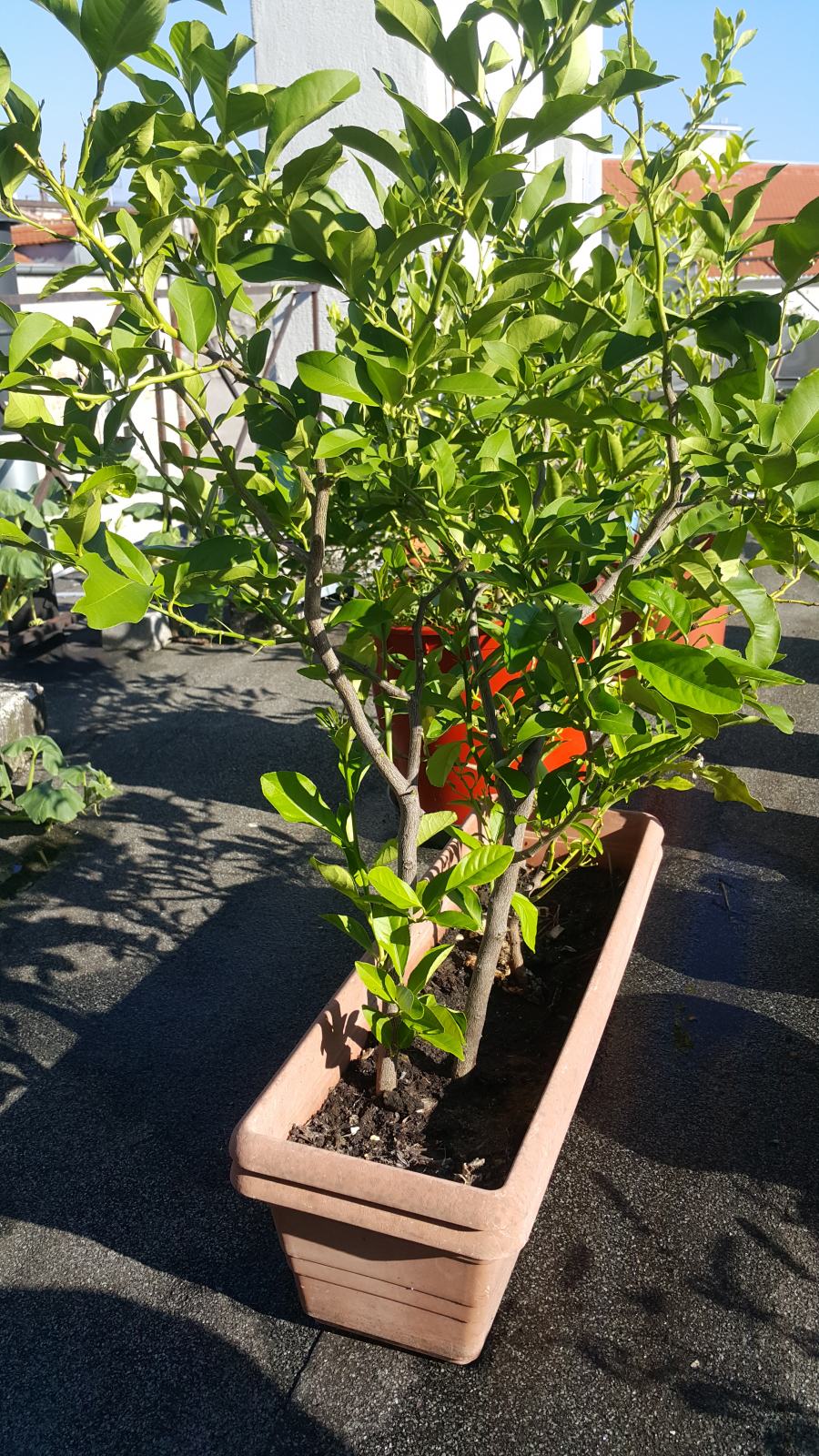 Limun - sadnice od sjemenki sa otoka Visa i Murtera