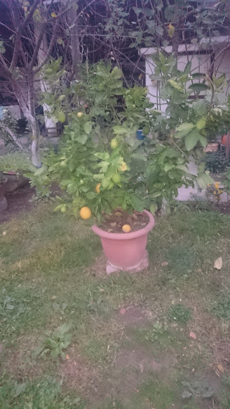 Limun stablo sa ovogodisnjim urodom