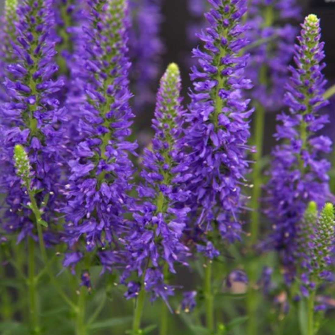 Linaria Purpurea / SADNICE