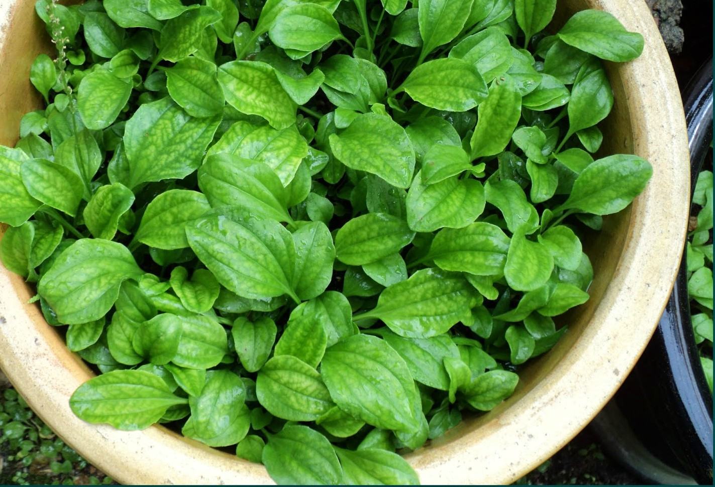 Trputac ljekoviti / Plantago Lanceolata L. / Sjeme