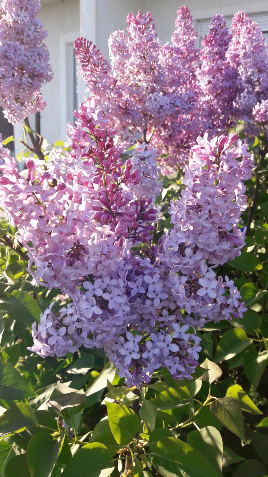 LJUBIČASTI JORGOVAN