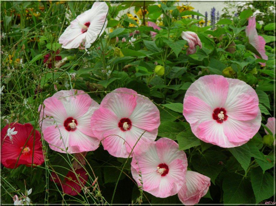 Hibiscus moscheutos / Močvarni hibis / Lila bijeli / Sjeme