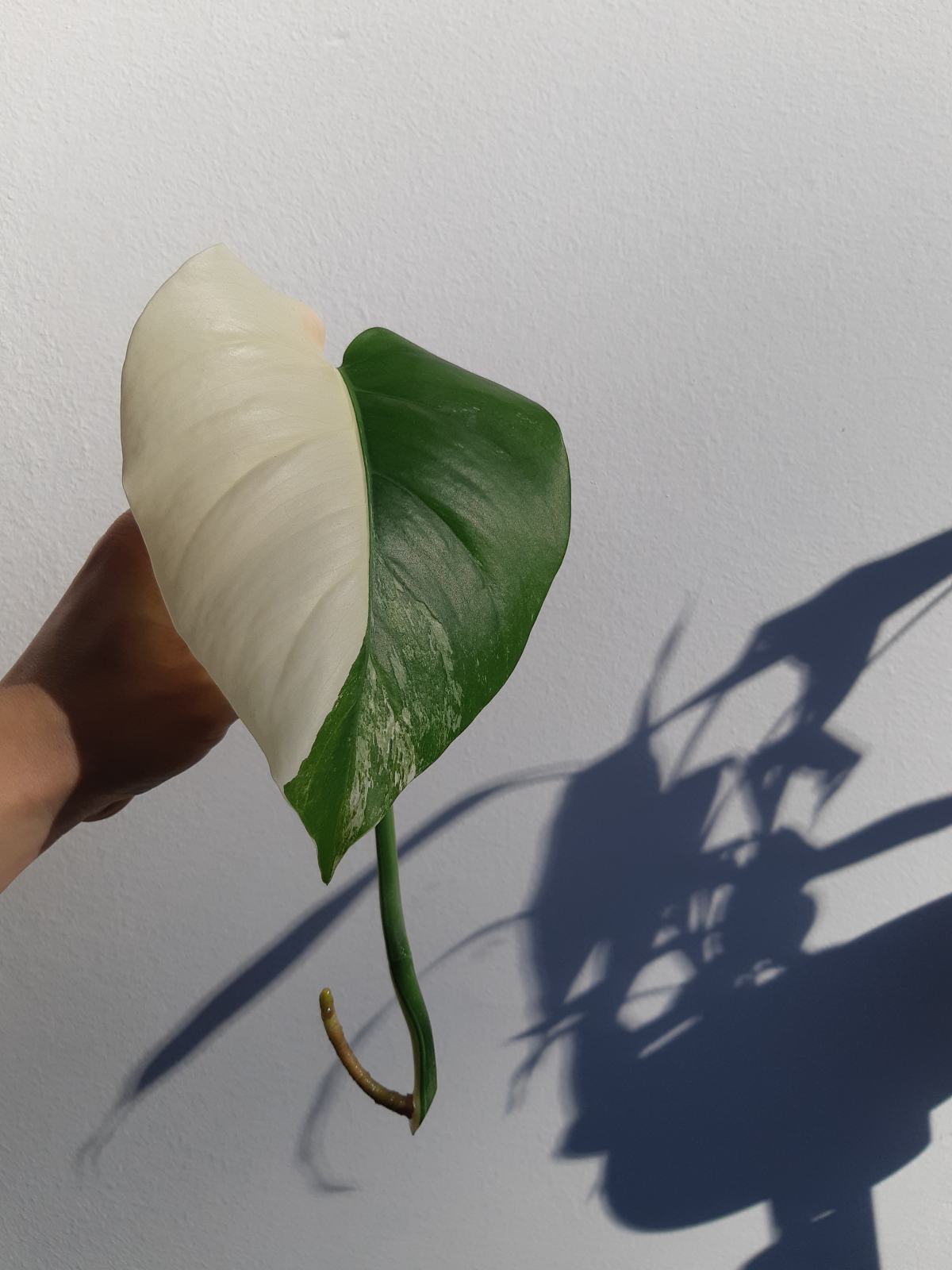 Monstera variegata biljka