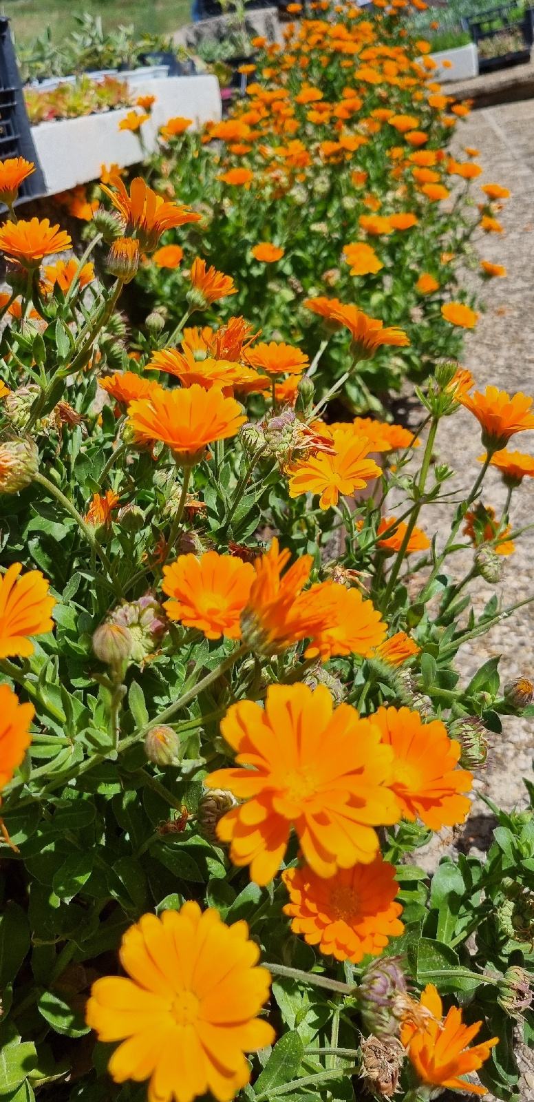 Neven - calendula officinalis - sjeme