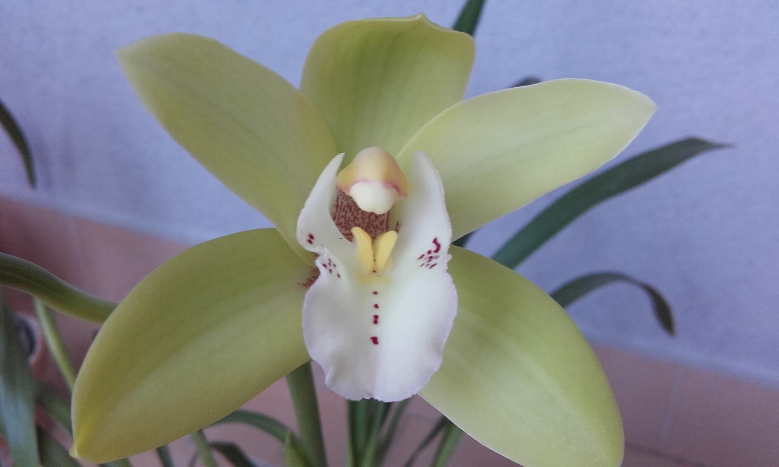 Orhideja Cymbidium žutozeleni