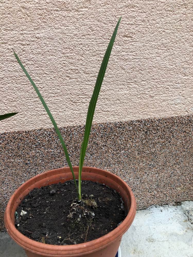 Palma datulja sadnica