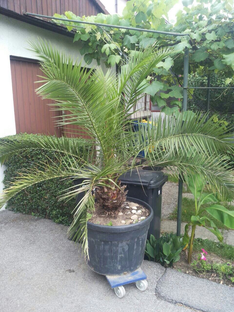 Palma feniks