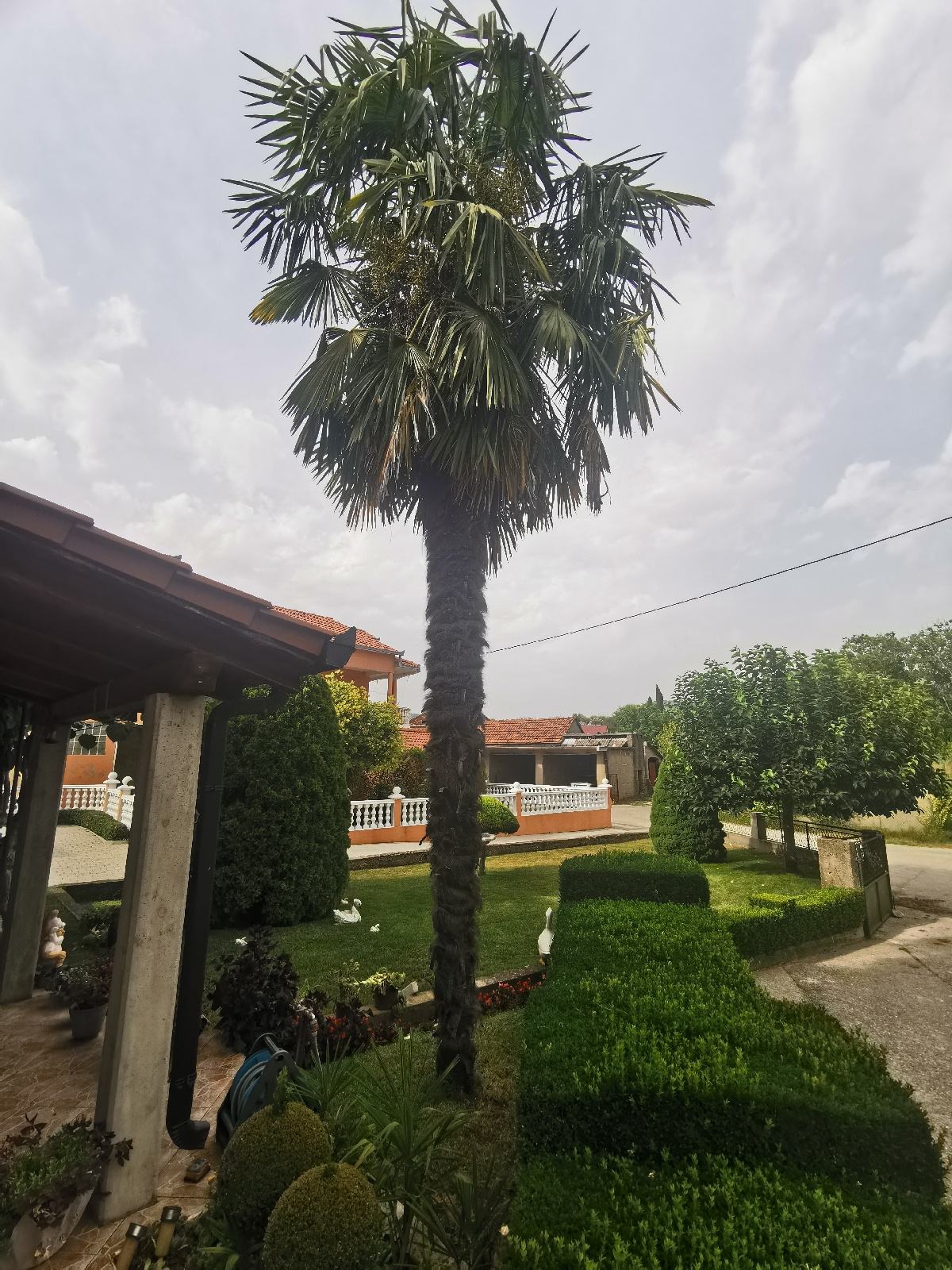 Palma