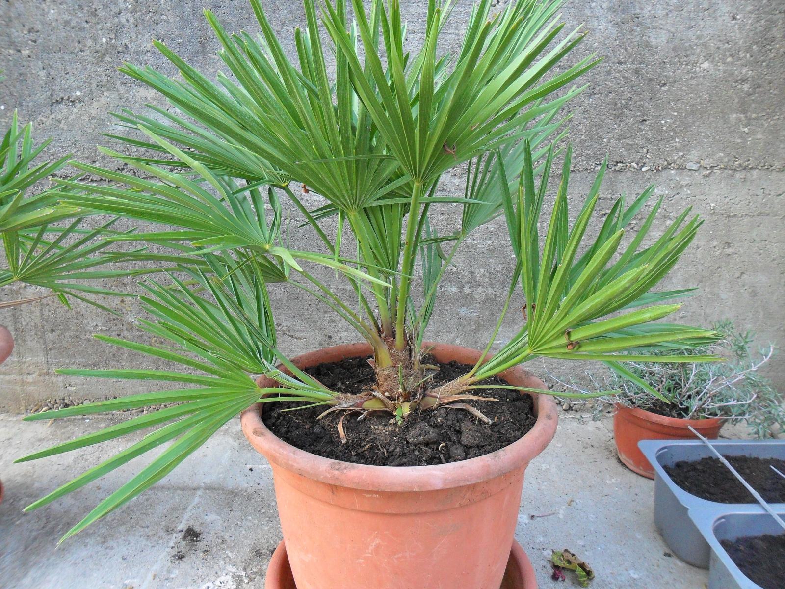 Palme lepeza /prošlogodišnje sadnice/