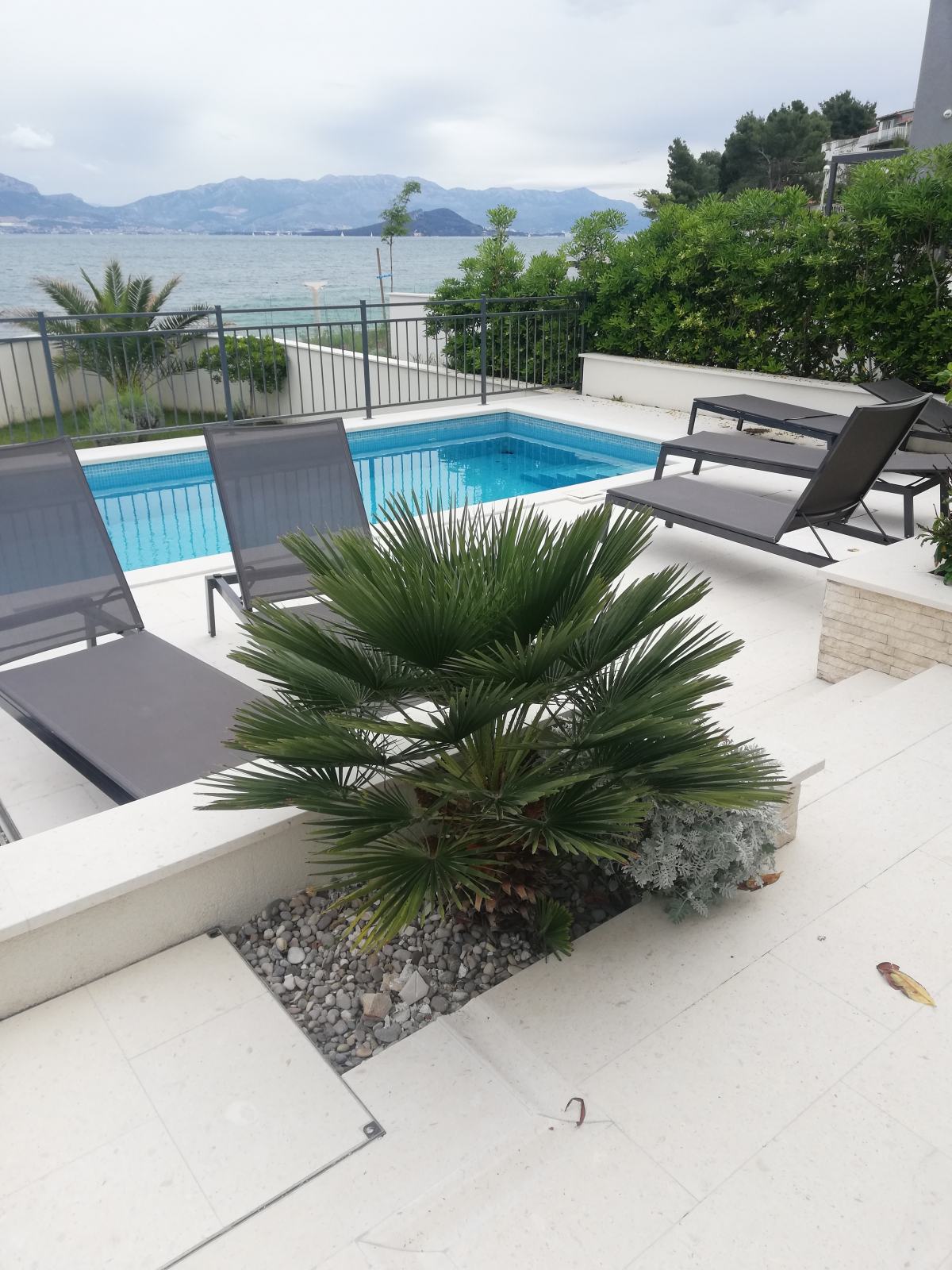 Palme sadnice