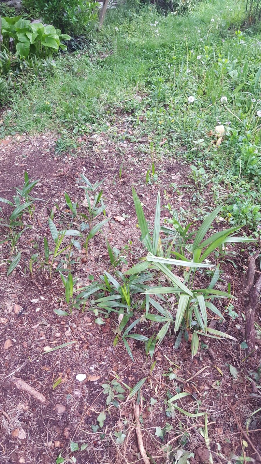 Palme, sadnice