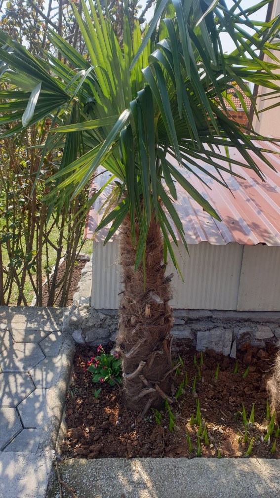 PALME