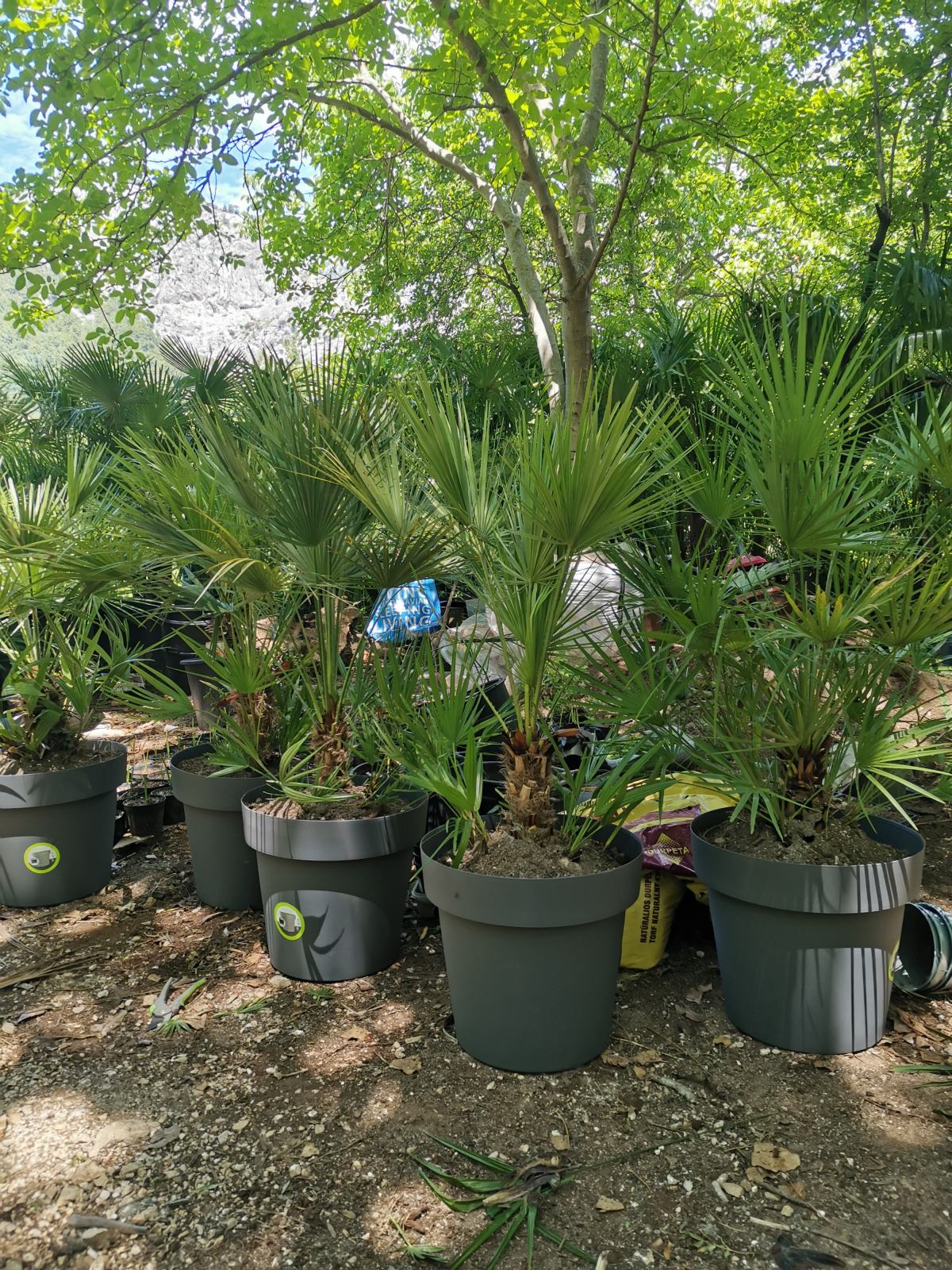 Palme