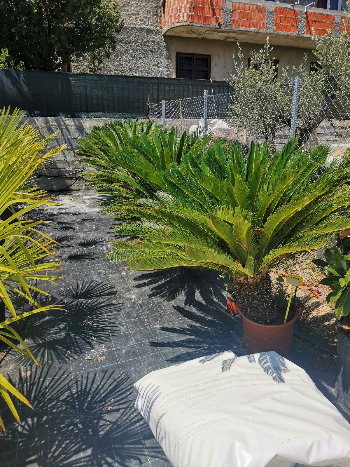 palme