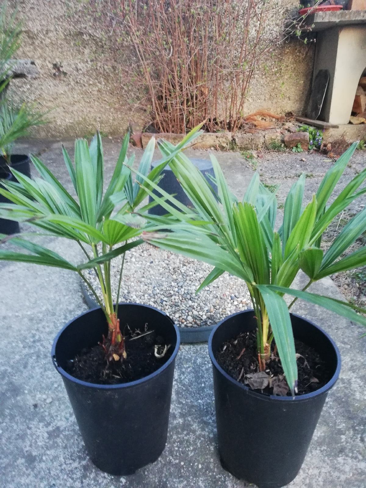 Palme trahicarpus