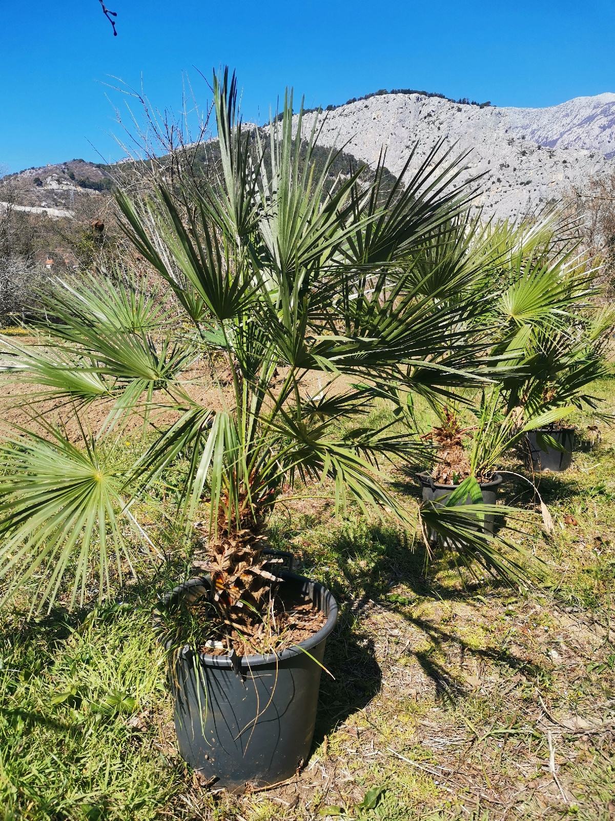palme