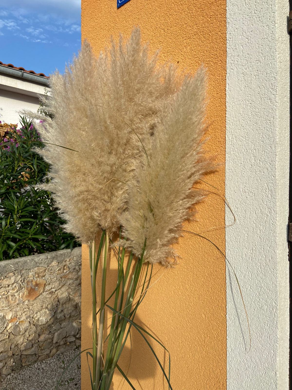 PAMPAS TRAVA STABLJIKA!!! DOSTUPNO!!! *BESPLATNA DOSTAVA ZG* 10 kn/kom