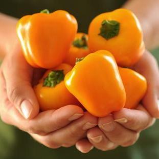 Paprika mini bell yellow 30 sjemenki