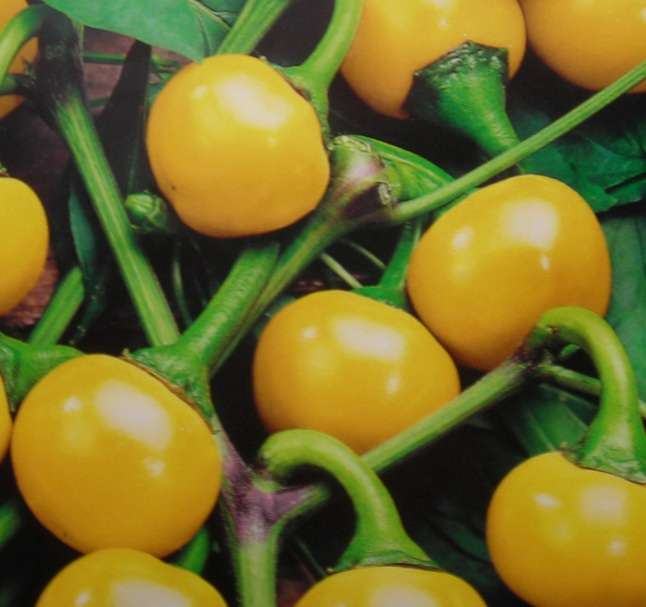Paprika žuta trešnja ljuta 50 sjemenki..