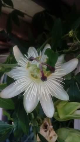 Passiflora