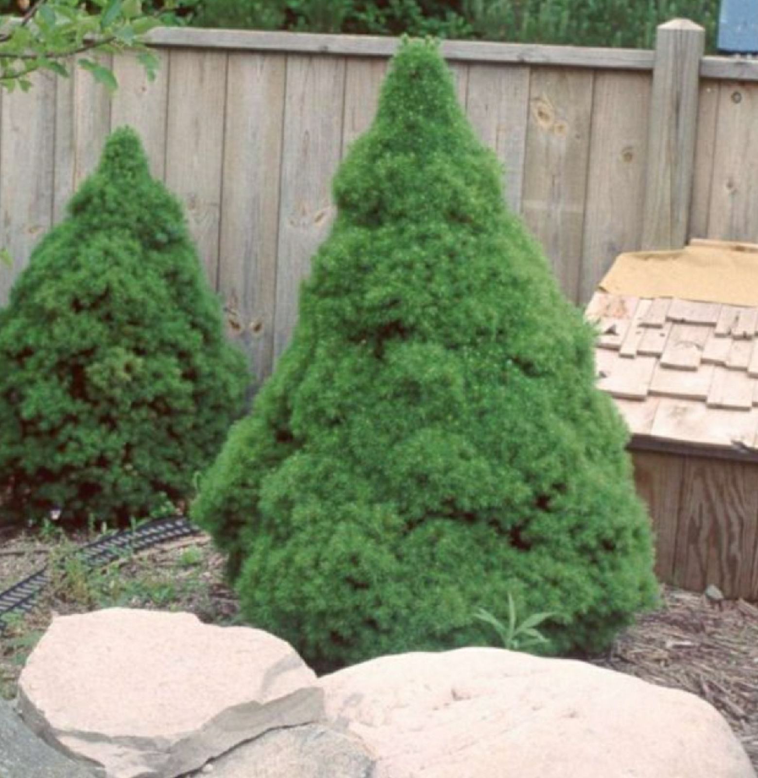 Patuljasta smreka / Picea Conica