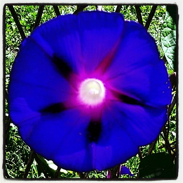 UKRASNI SLAK | MORNING GLORY - sjeme