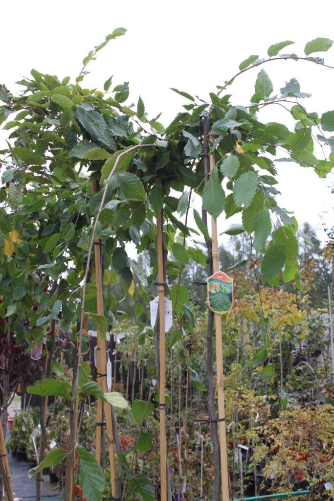 PENDULA GRAB POSPOLITY UKRASNI 1,75m VISINE U KONTEJNERU PRODAJEMO